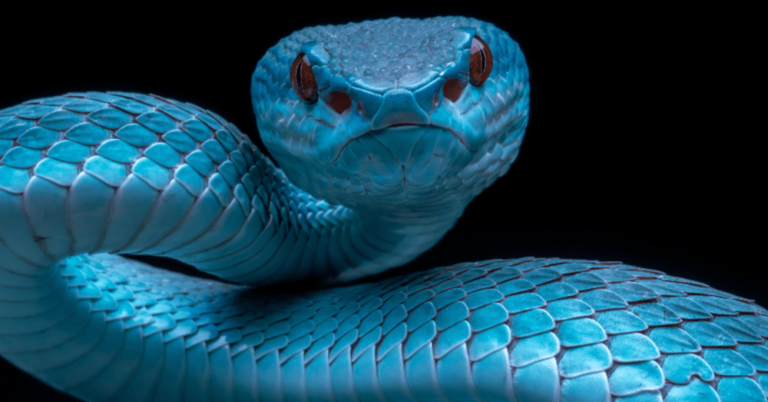 Zootopia 2’s Blue Snake Is So Popular in China That Fans Are Buying ...